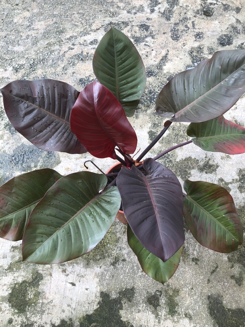 Philodendron Black Congo, Furniture & Home Living, Gardening, Plants ...