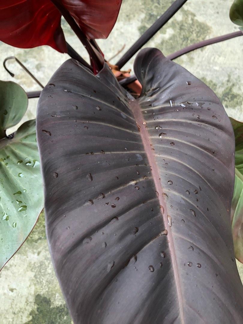 Philodendron Black Congo, Furniture & Home Living, Gardening, Plants ...