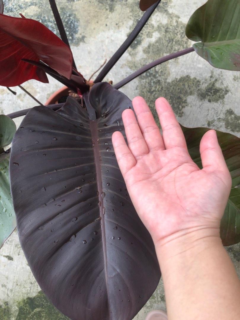 Philodendron Black Congo, Furniture & Home Living, Gardening, Plants ...