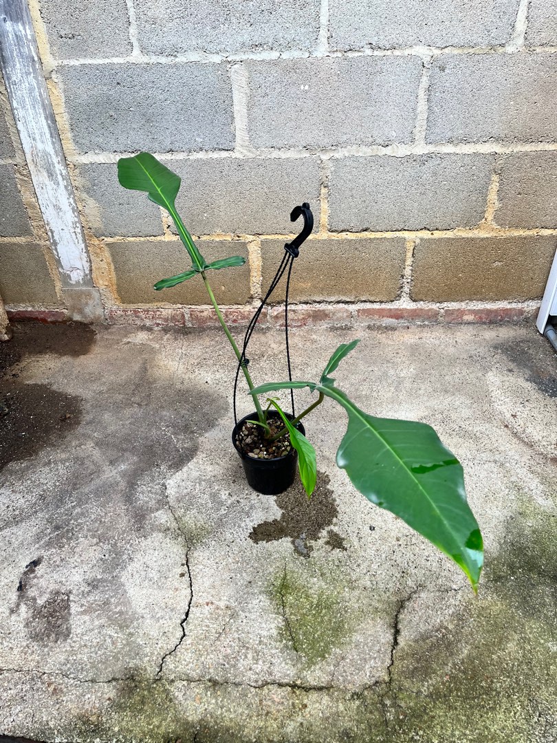 Philodendron Joepii, Furniture & Home Living, Gardening, Plants & Seeds ...