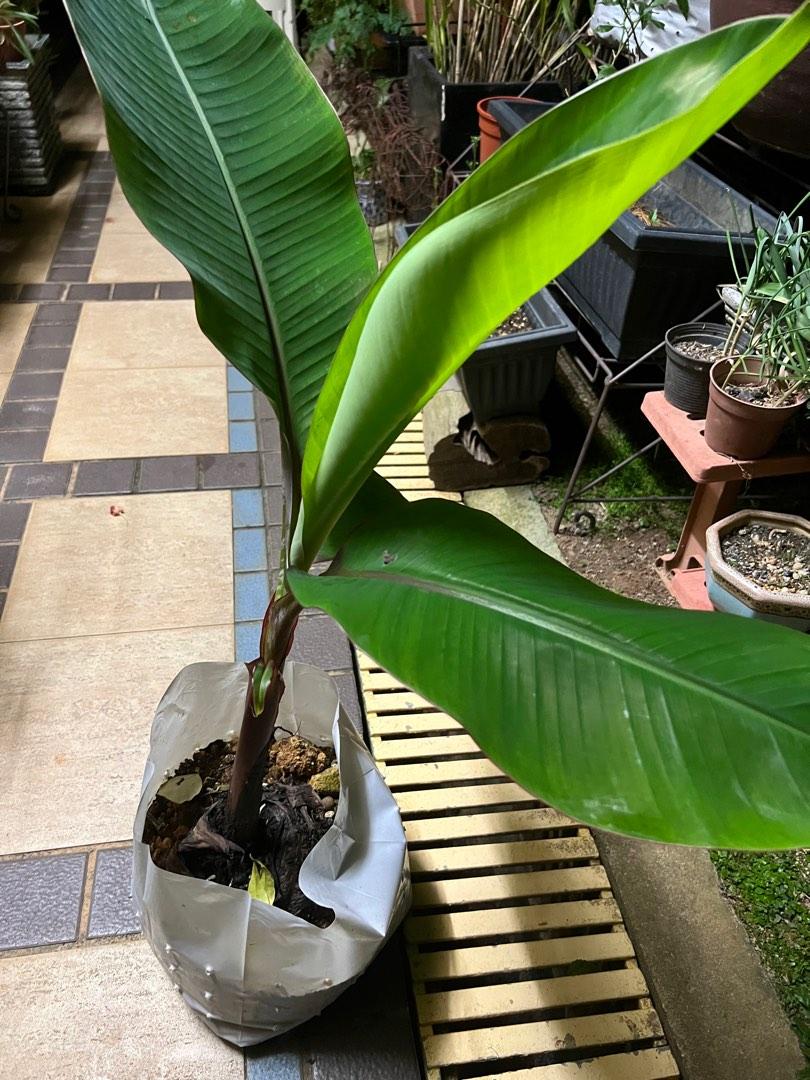 Red banana plantlet, Furniture & Home Living, Gardening, Plants & Seeds ...