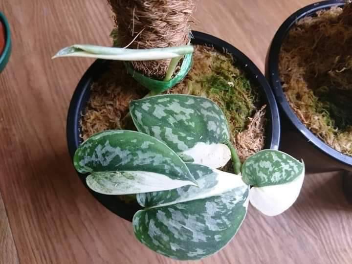 Scindapsus Mayari, Furniture & Home Living, Gardening, Plants & Seeds ...