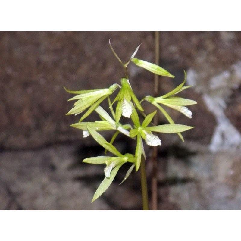 Bunga Jewel/Jewel Orchid/RARE Jewel [NERVILIA PLICATA VARIEGATION ...