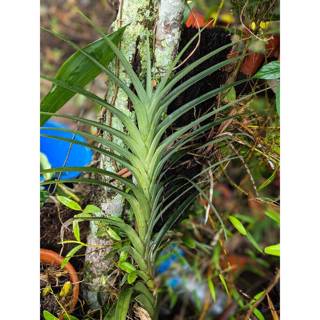 Bunga Orkid/DIPODIUM BUNGA KUNING/SUPER RARE [ DIPODIUM PICTUM ORCHID ...