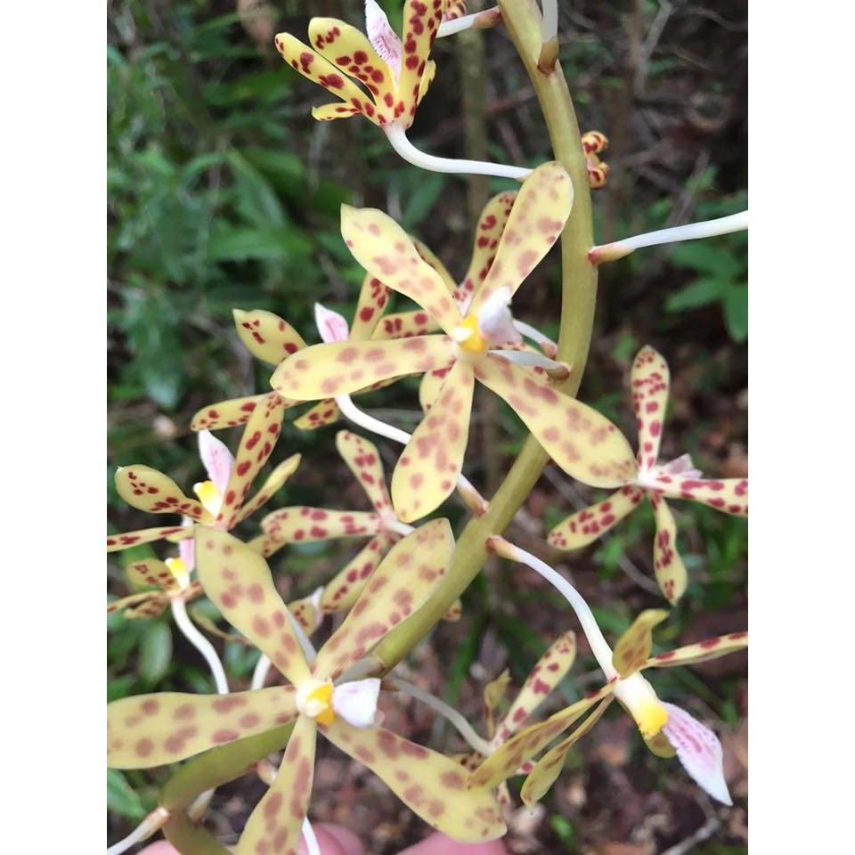 Bunga Orkid/DIPODIUM BUNGA KUNING/SUPER RARE [ DIPODIUM PICTUM ORCHID ...