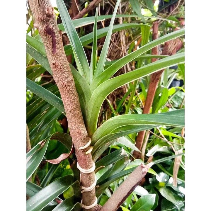 Bunga Orkid/DIPODIUM BUNGA KUNING/SUPER RARE [ DIPODIUM PICTUM ORCHID ...