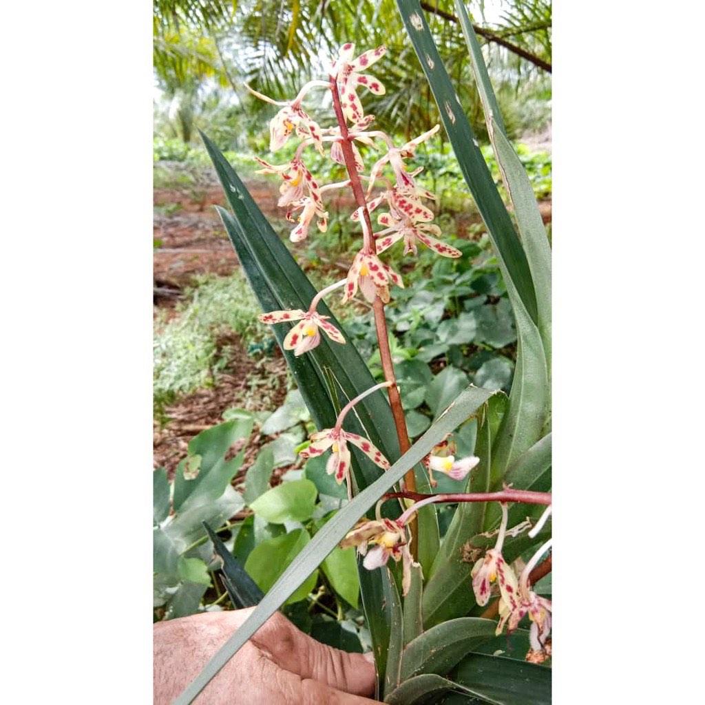 Bunga Orkid/DIPODIUM BUNGA KUNING/SUPER RARE [ DIPODIUM PICTUM ORCHID ...