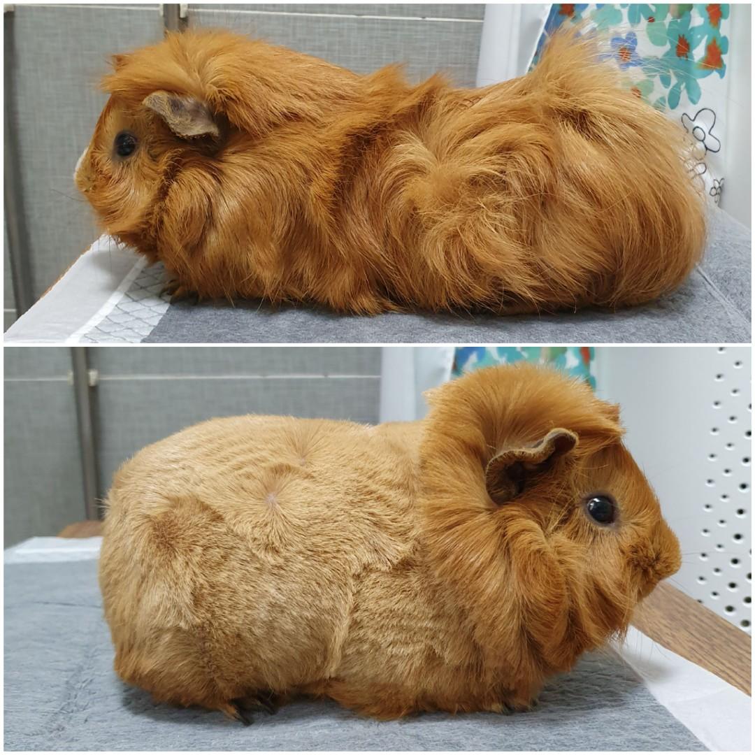 Grooming for Guinea Pigs Only, Pet Supplies, Health & Grooming on Carousell