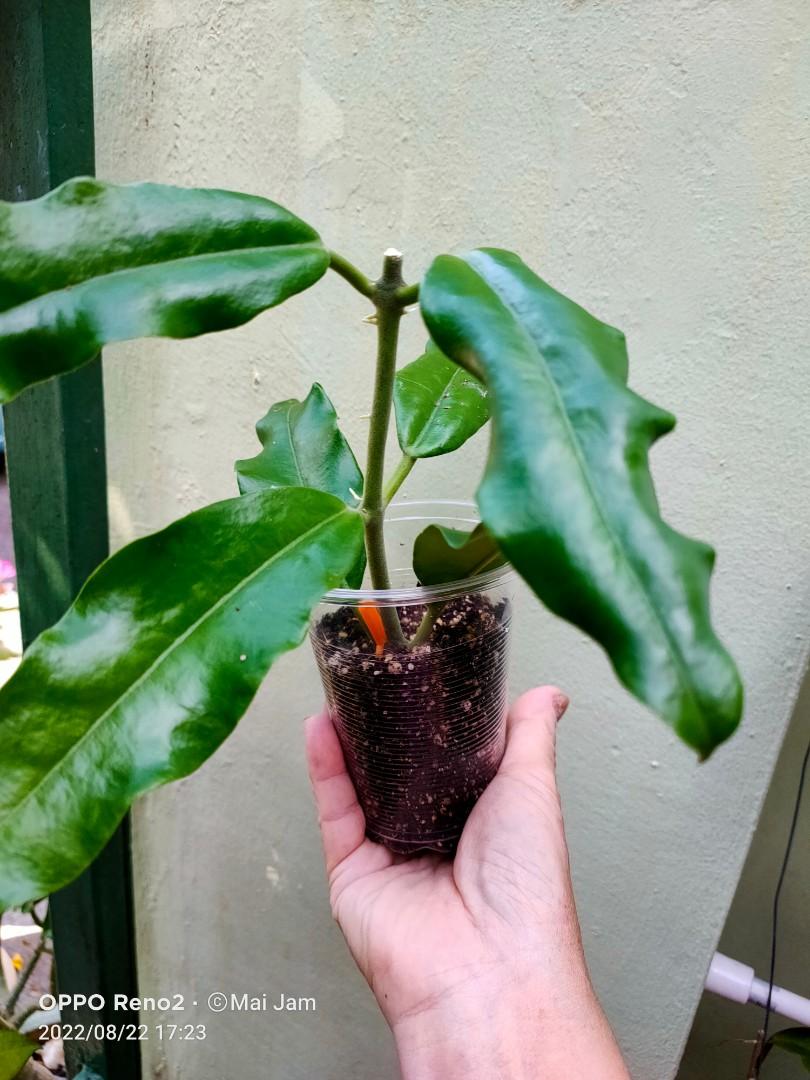 Hoya Imperialis red, Furniture & Home Living, Gardening, Plants & Seeds ...