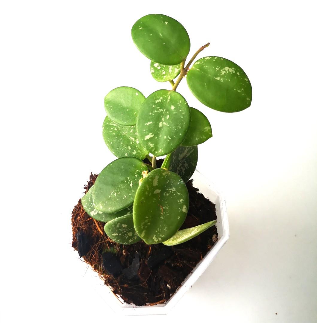 Hoya mathilde splash, Furniture & Home Living, Gardening, Plants ...