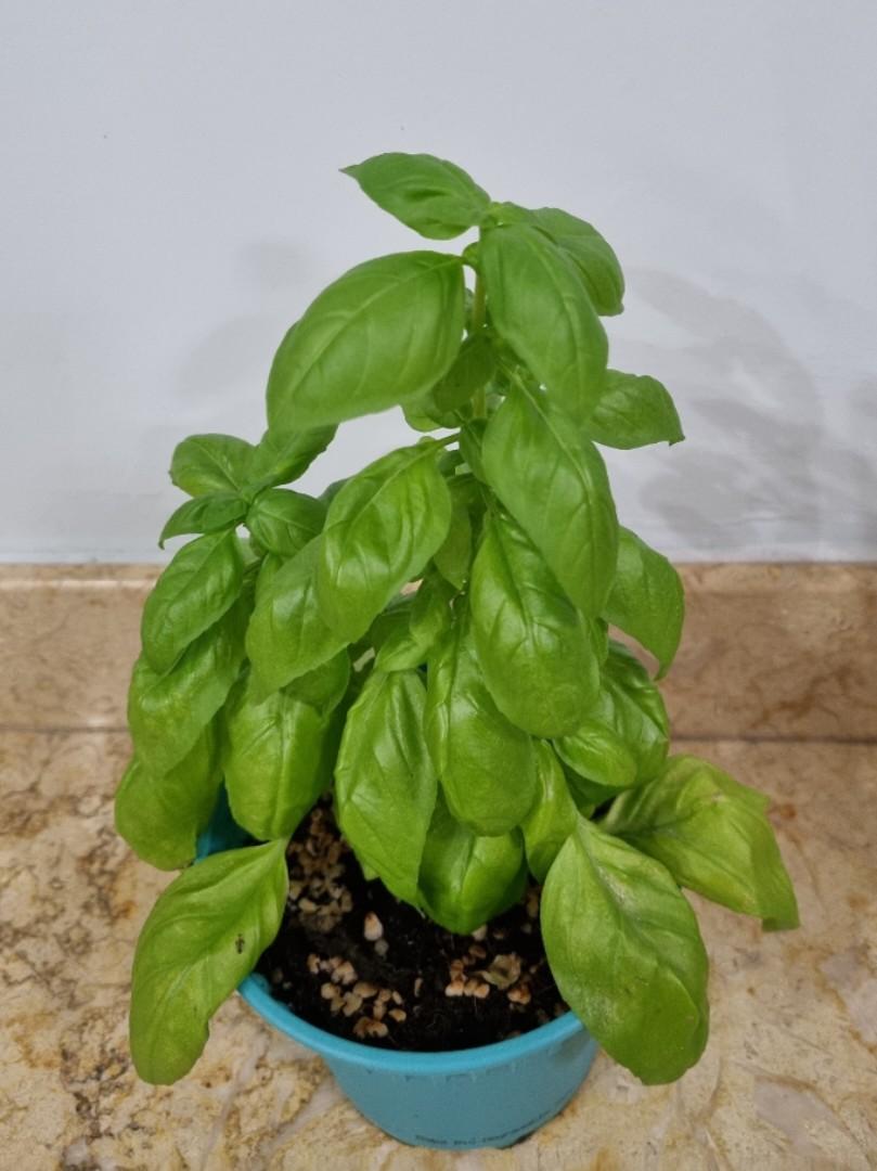 Italian Sweet Basil plant, Furniture & Home Living, Gardening, Plants ...