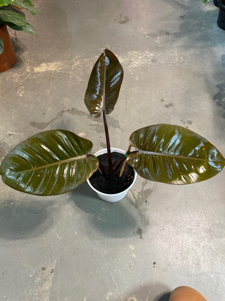 Philodendron Black Congo, Furniture & Home Living, Gardening, Plants ...