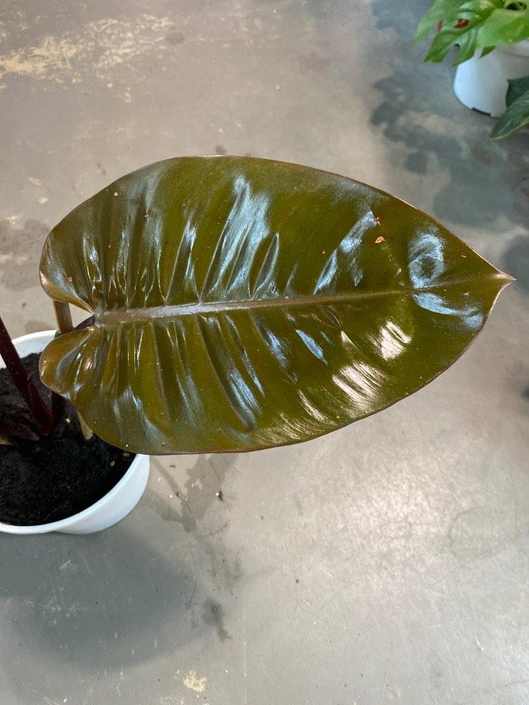 Philodendron Black Congo, Furniture & Home Living, Gardening, Plants ...