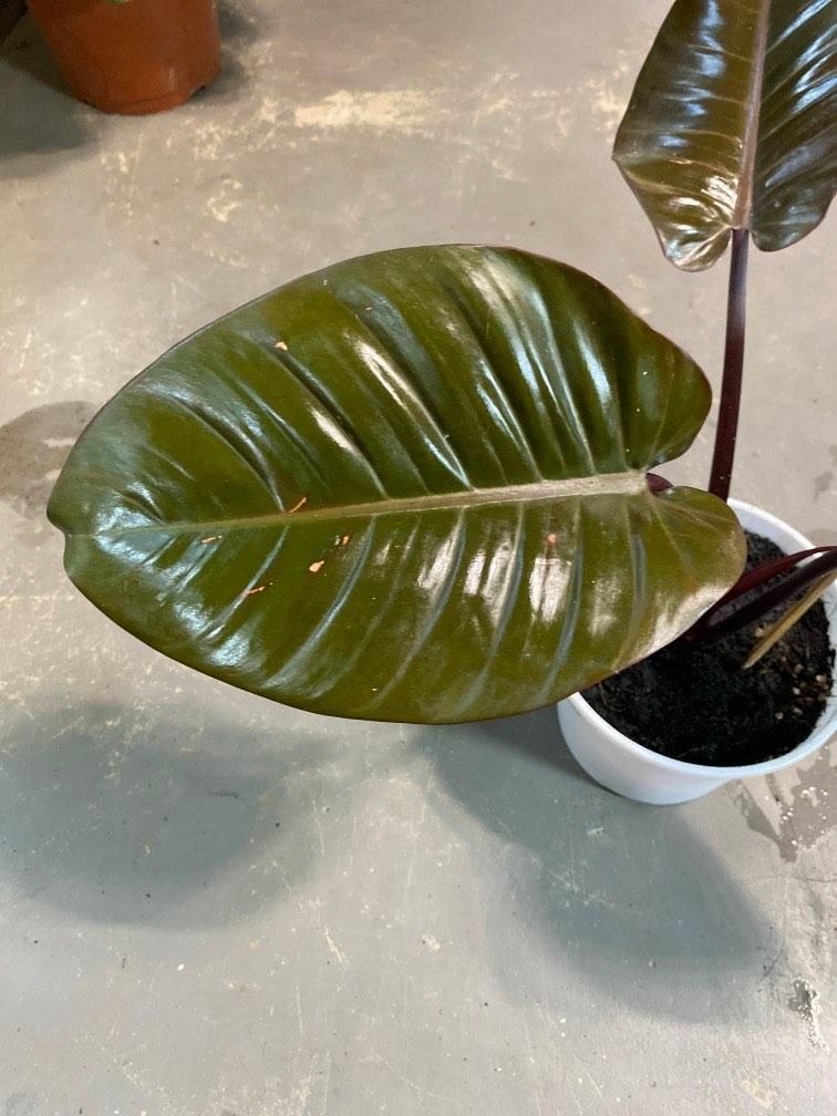 Philodendron Black Congo, Furniture & Home Living, Gardening, Plants ...
