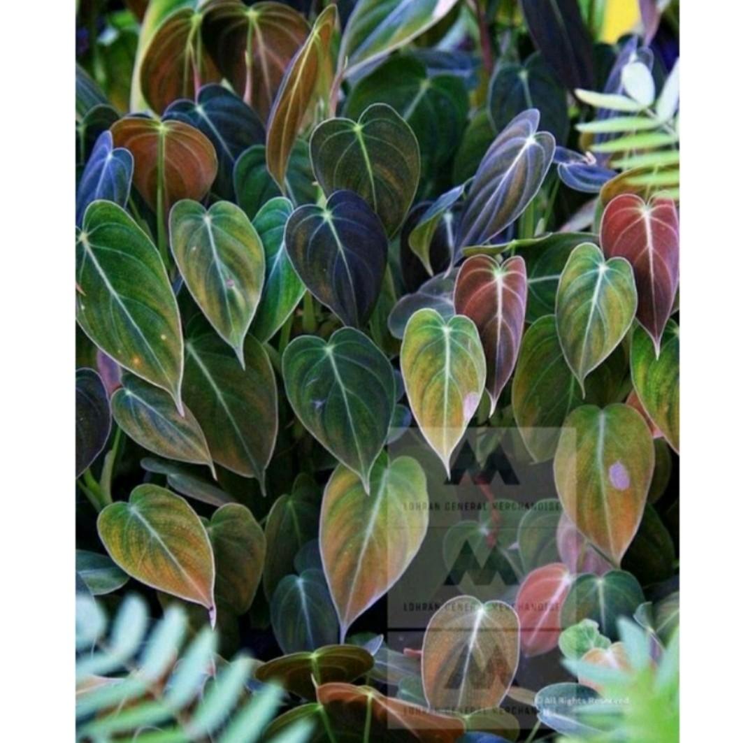 Philodendron scandens Micans Giant Variety on Carousell