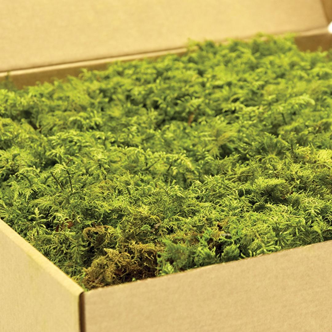 Preserved Fern Moss - Canopy (France), Hobbies & Toys, Stationery ...