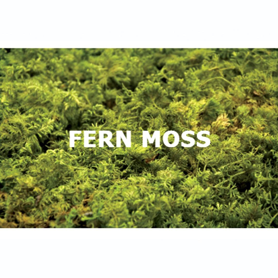 Preserved Fern Moss - Canopy (France), Hobbies & Toys, Stationery & Craft, Flowers & Bouquets on ...