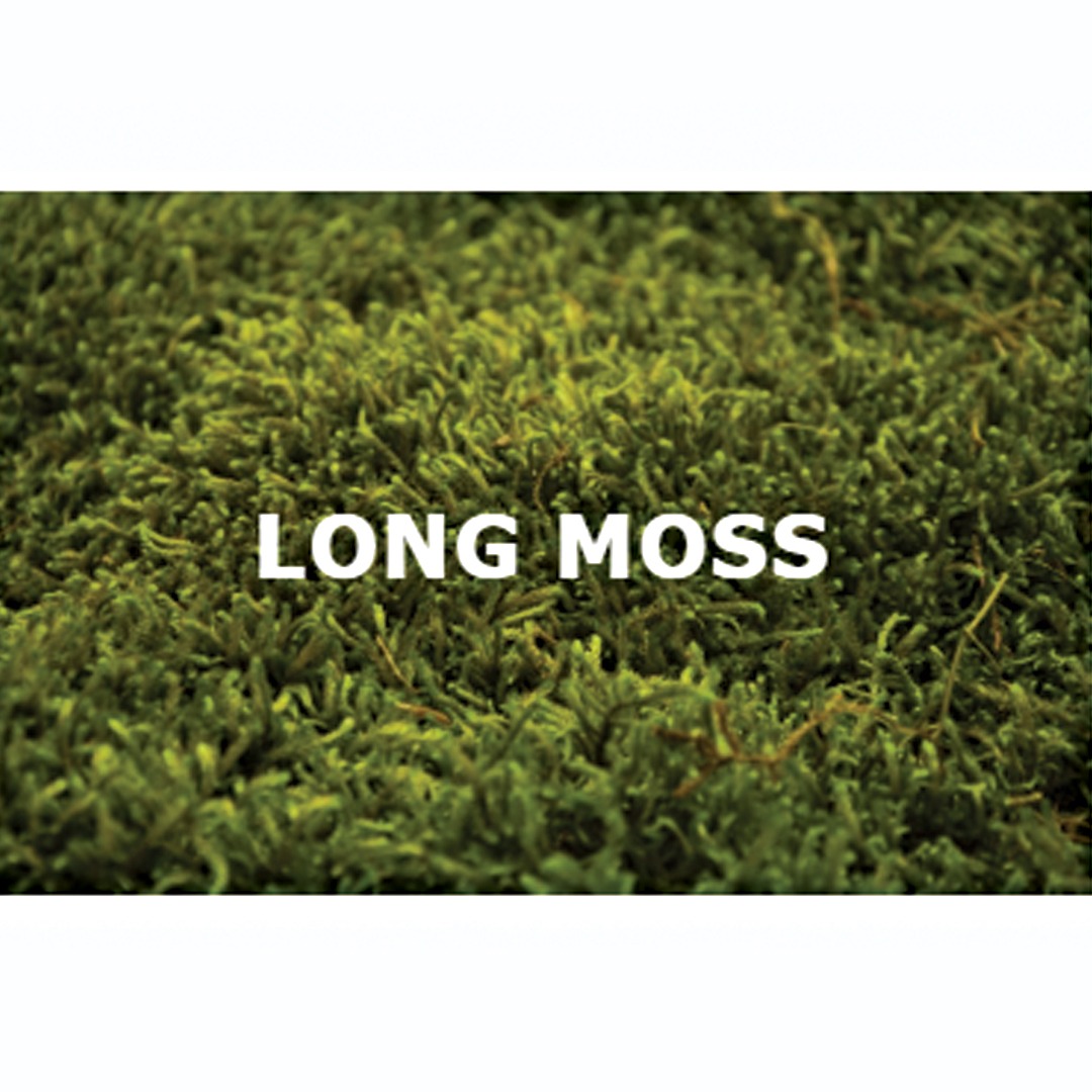 Preserved Long Moss - Canopy (France), Hobbies & Toys, Stationery ...