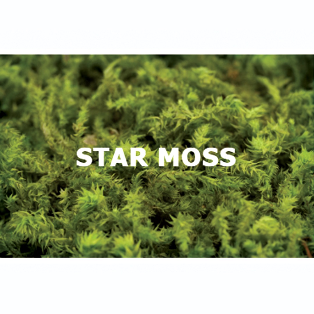 Preserved Star Moss - Canopy (France), Hobbies & Toys, Stationery & Craft, Flowers & Bouquets on ...