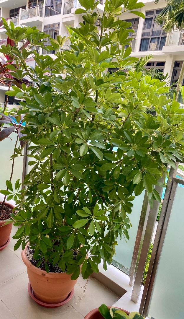 Schefflera arboricola 'Nora', Dwarf Umbrella (1.7-1.8m), Furniture ...