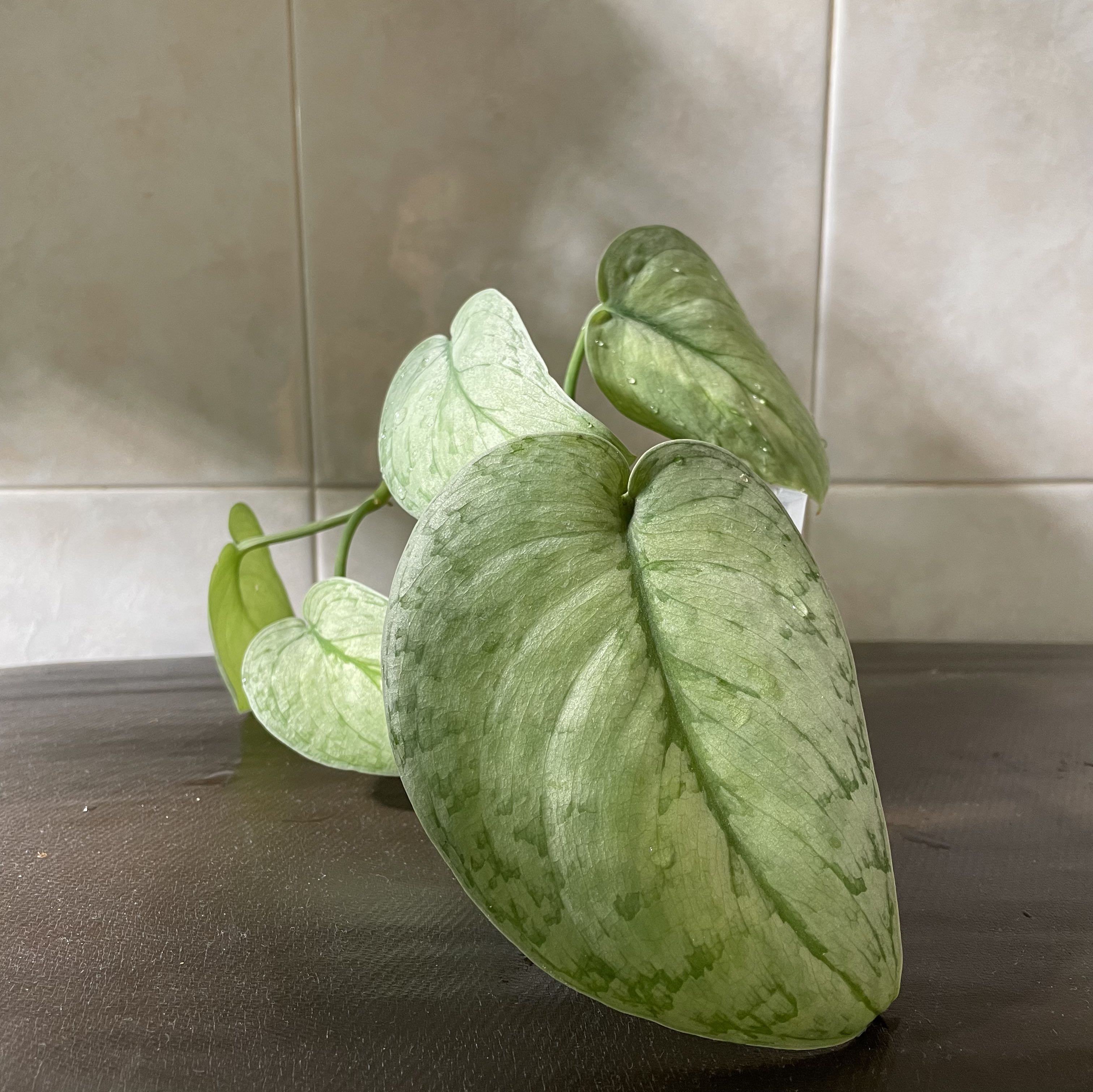 Scindapsus Pictus Silver Splash/Cloud, Furniture & Home Living ...