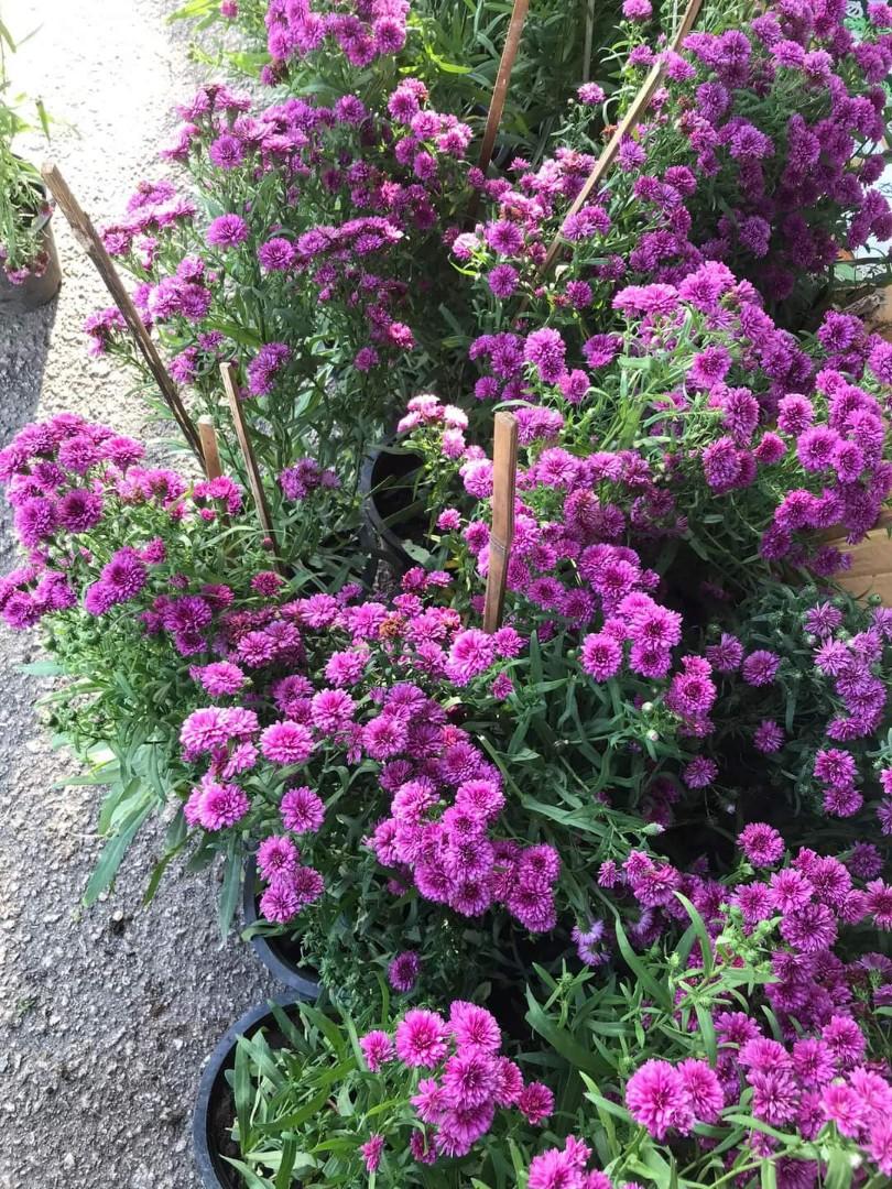 Aster pokok bunga Saiz besar, Furniture & Home Living, Gardening ...