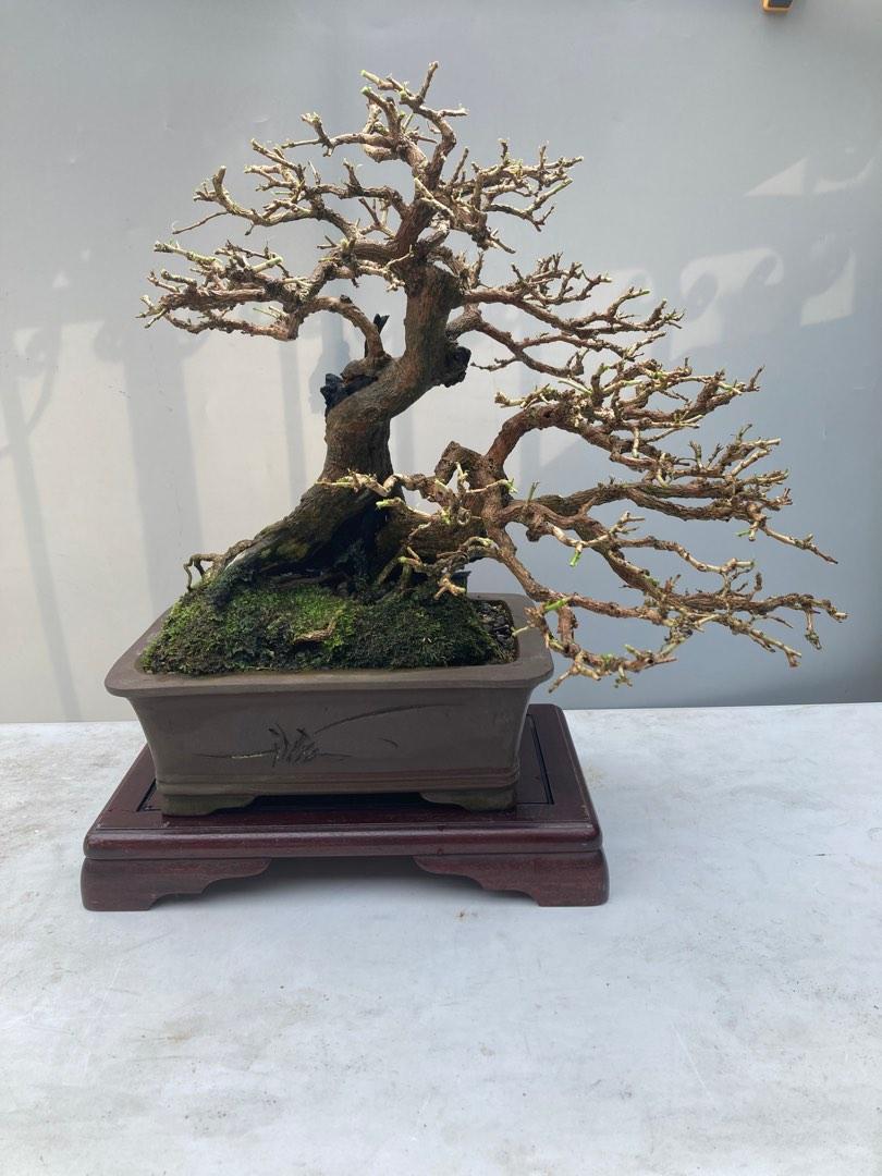 Bonsai Kamuning Bilog, Furniture & Home Living, Gardening, Plants ...