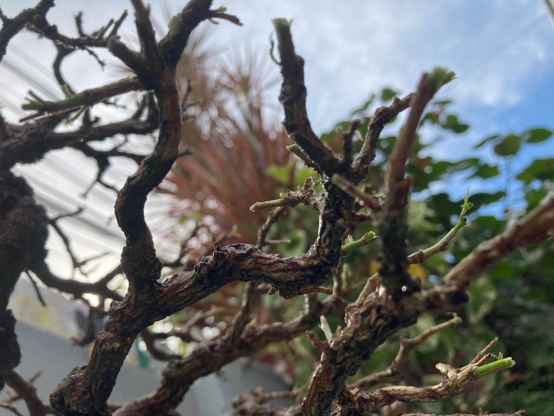 Bonsai Kamuning Bilog, Furniture & Home Living, Gardening, Plants ...