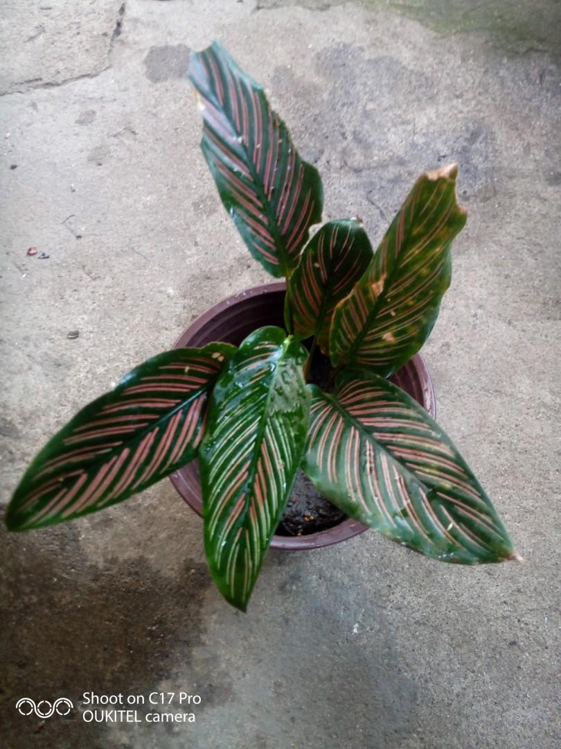 CALATHEA ORANGE PRINCE STRIPE, Furniture & Home Living, Gardening ...