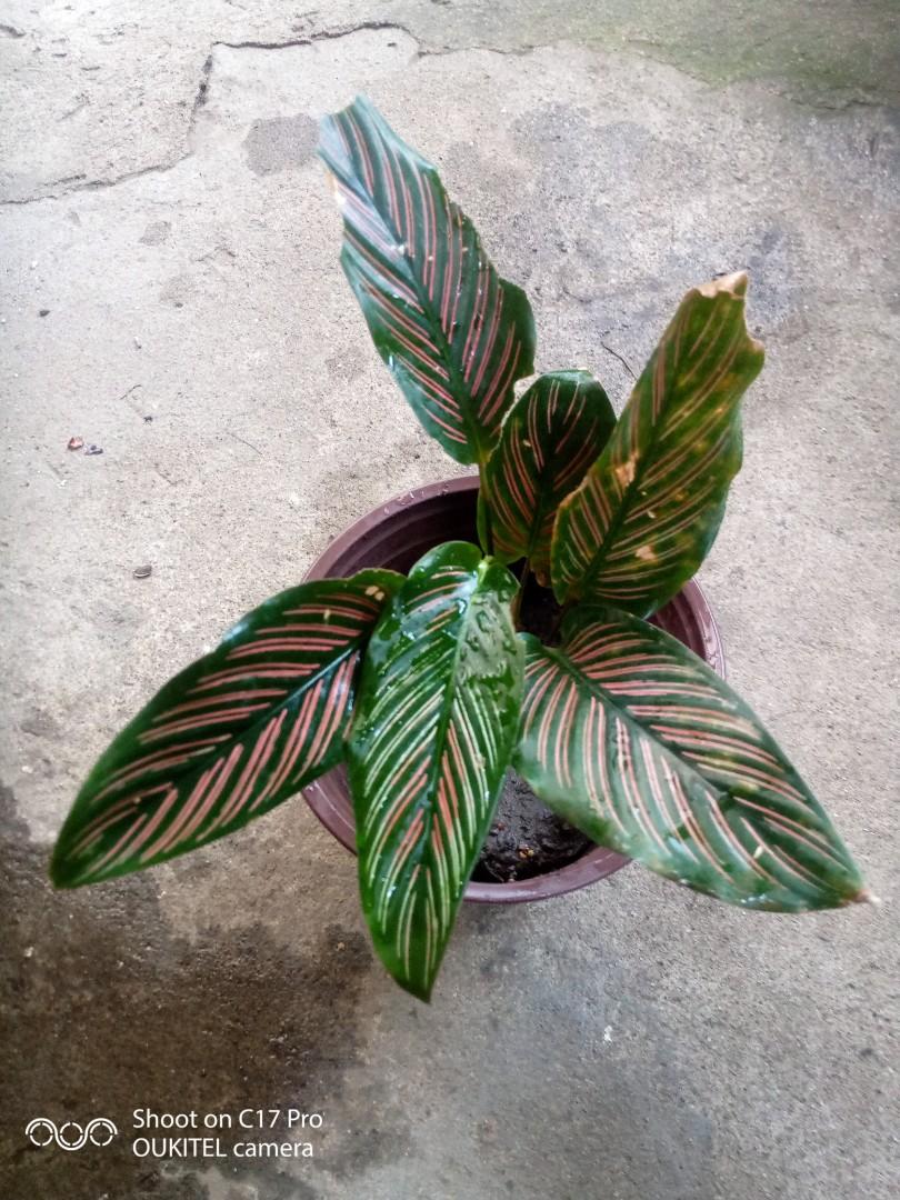 CALATHEA ORANGE PRINCE STRIPE, Furniture & Home Living, Gardening ...