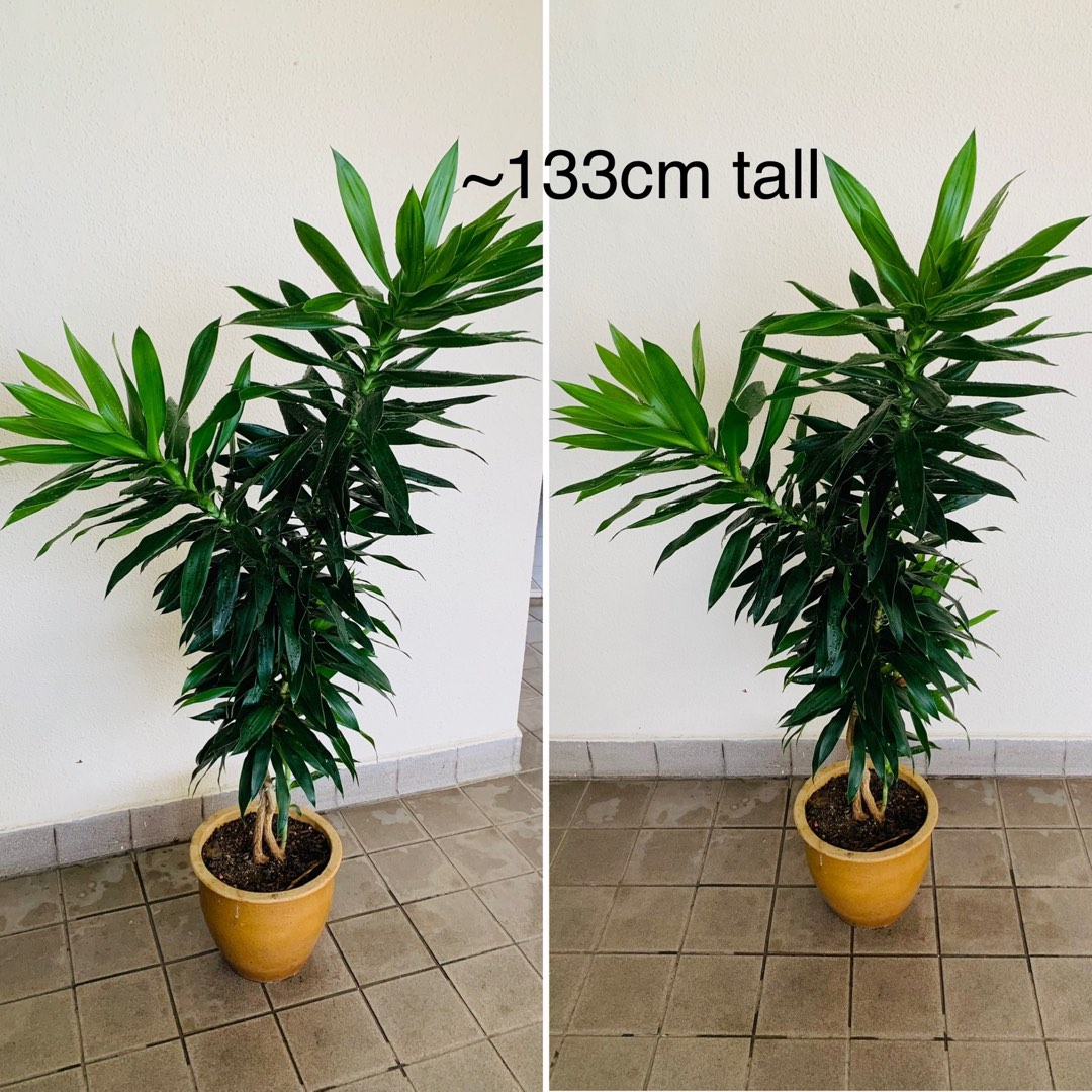 Dracaena Fragrans Compacta Plant / Compact Dragon tree, Furniture ...