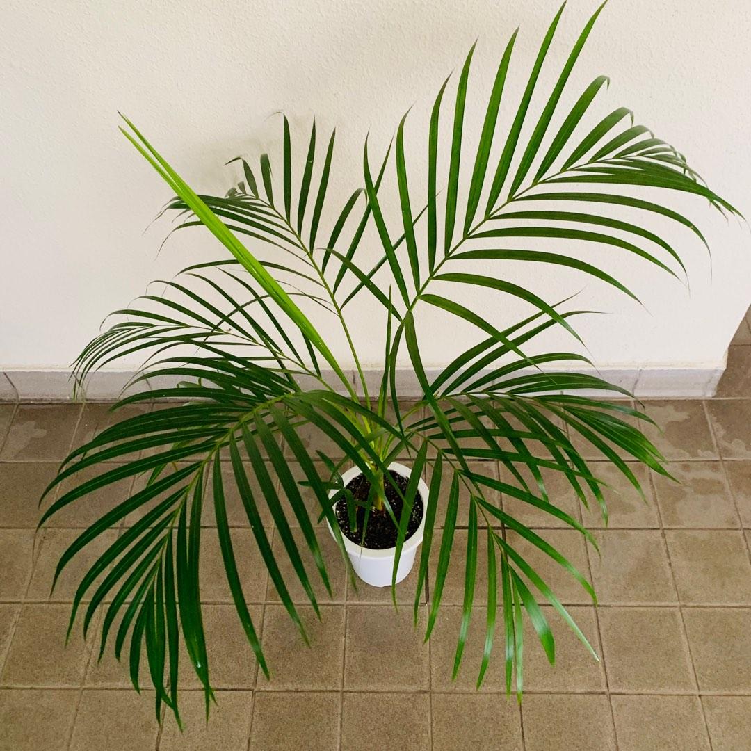 Dypsis lutescens plant / golden cane palm / areca palm / yellow palm ...