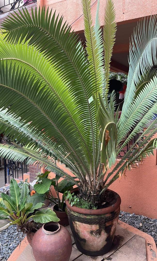 Giant cycad, Furniture & Home Living, Gardening, Plants & Seeds on ...