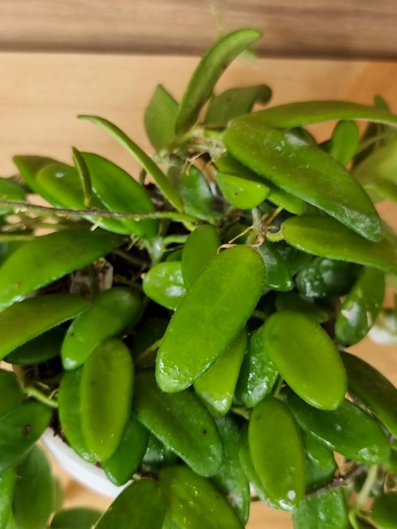 Hoya Lyi, Furniture & Home Living, Gardening, Plants & Seeds on Carousell