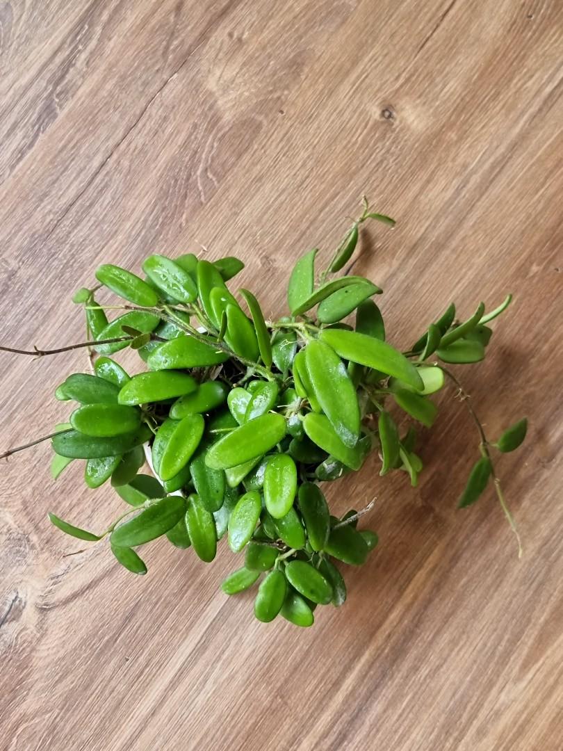 Hoya Lyi, Furniture & Home Living, Gardening, Plants & Seeds on Carousell