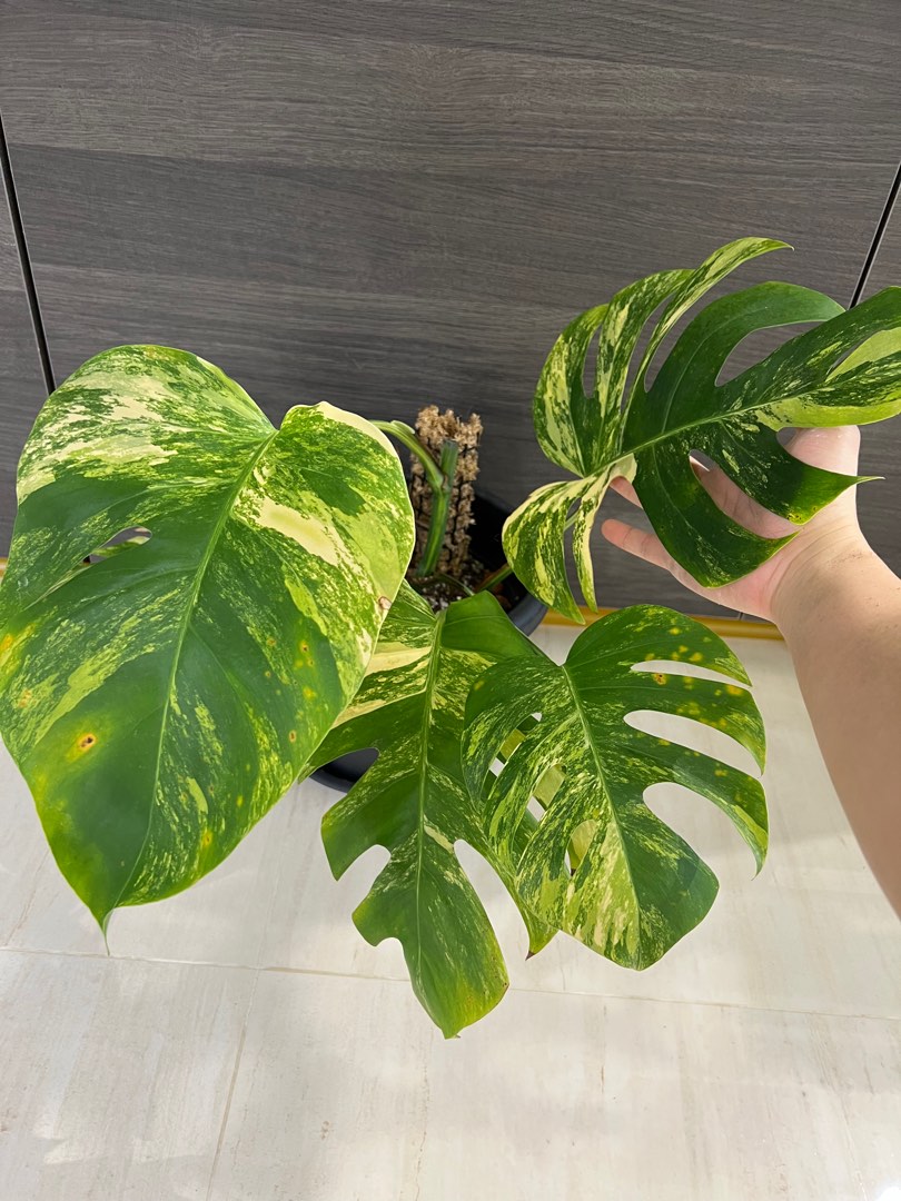 Monstera aurea tri colour variegated mother plant sale!!! (not Albo ...