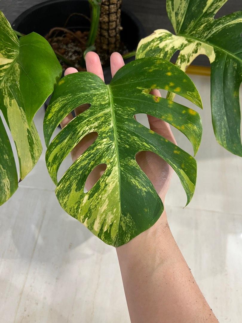 Monstera aurea tri colour variegated mother plant sale!!! (not Albo ...