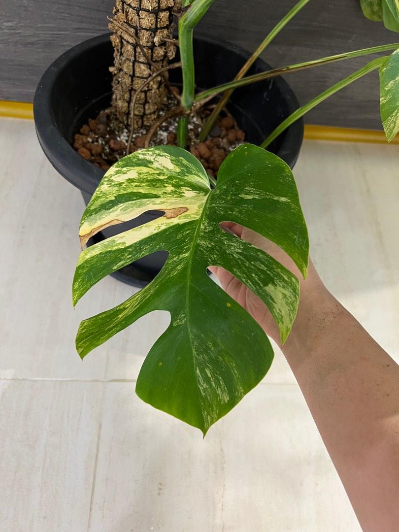Monstera aurea tri colour variegated mother plant sale!!! (not Albo ...