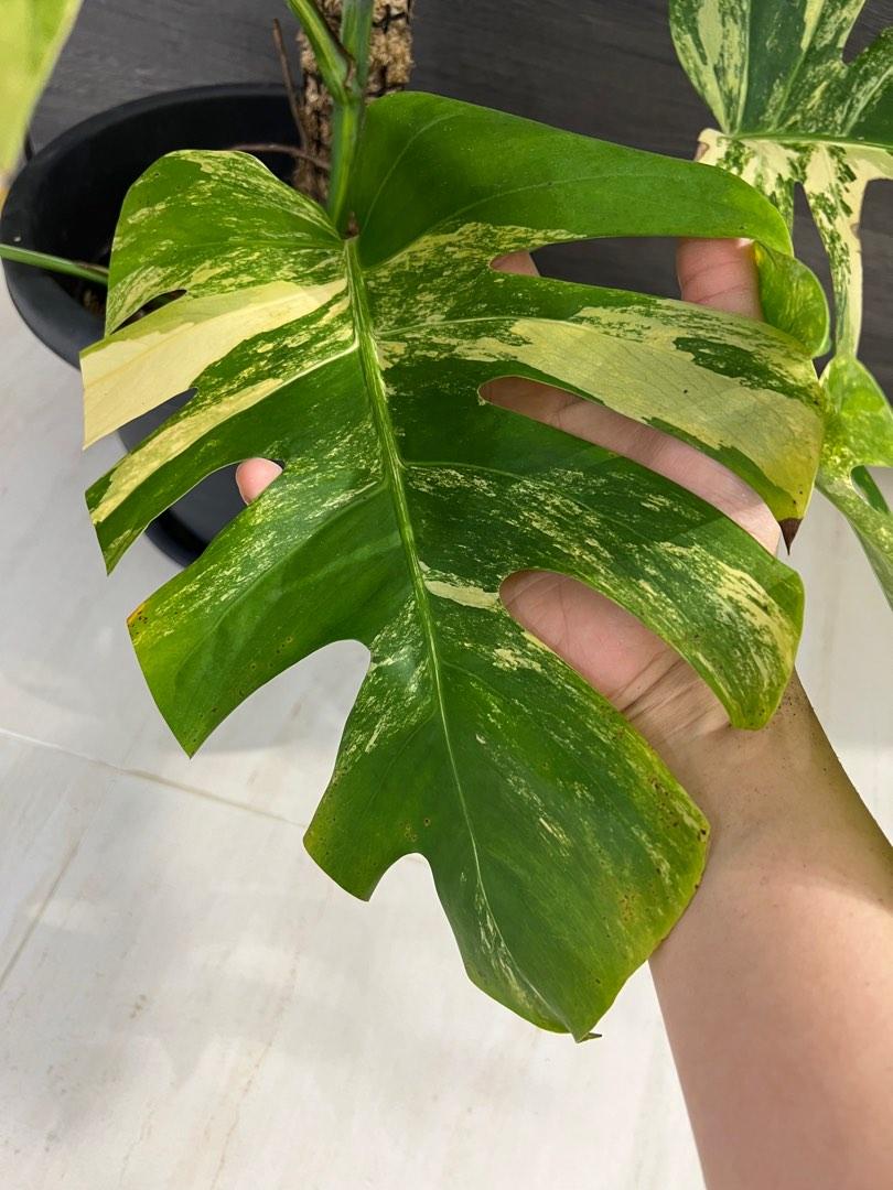 Monstera aurea tri colour variegated mother plant sale!!! (not Albo ...