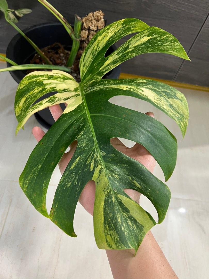 Monstera aurea tri colour variegated mother plant sale!!! (not Albo ...