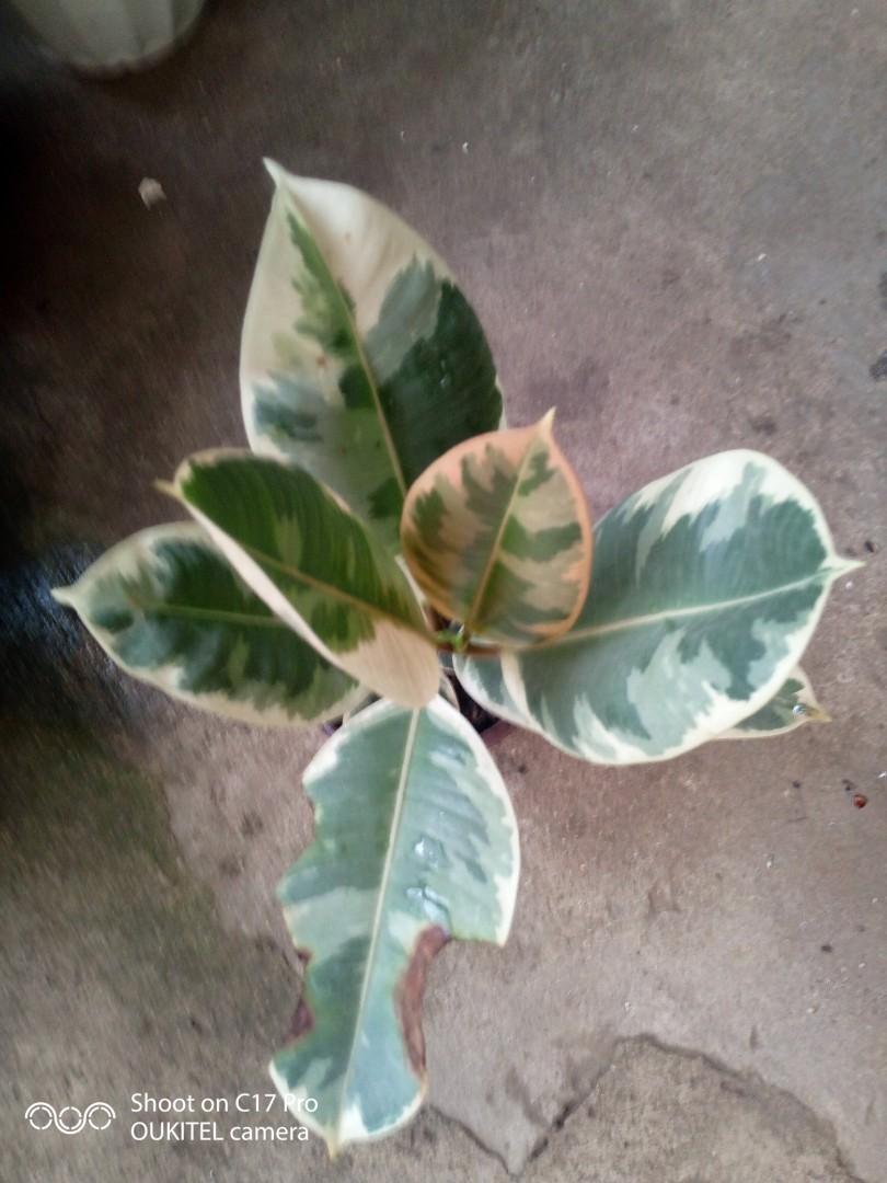 RUBBER TREE WHITE TINEKE 450, Furniture & Home Living, Gardening ...