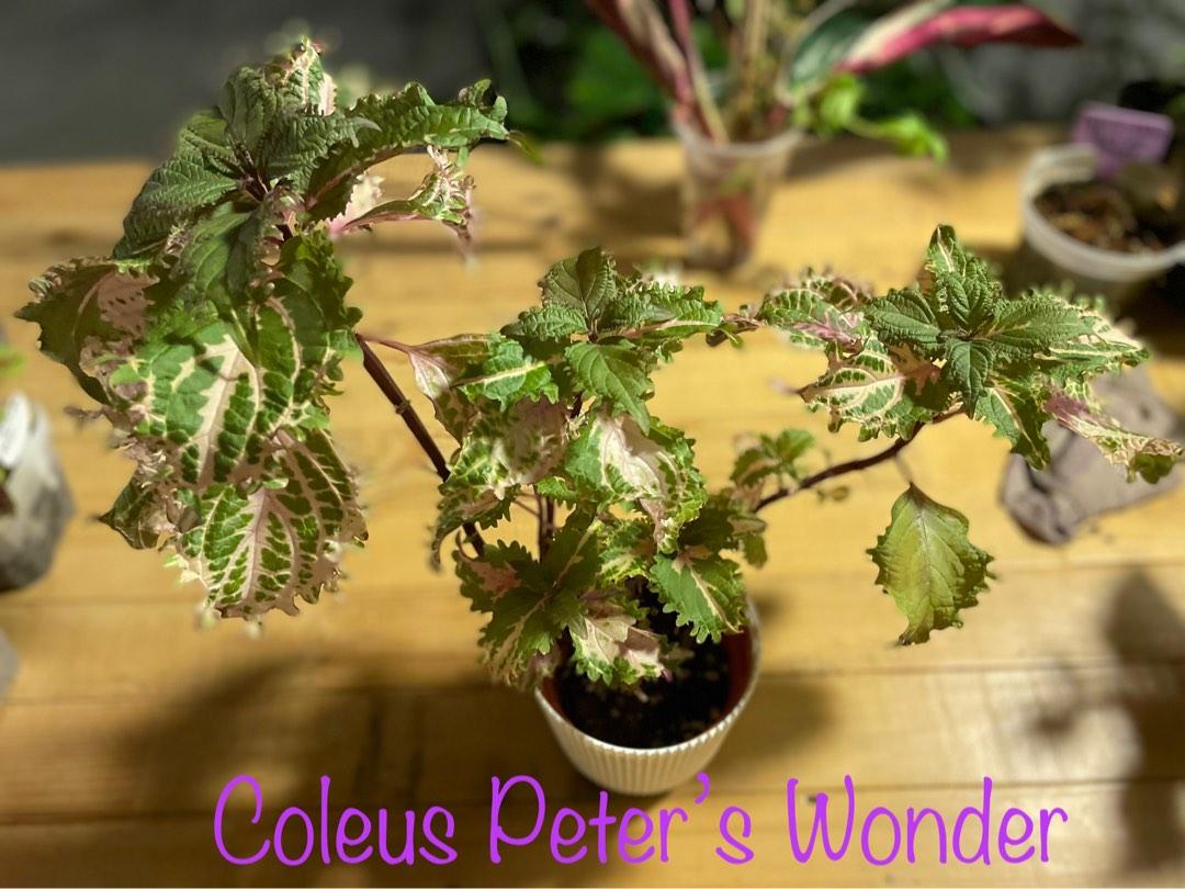 Unique & Rare Coleus - Peter’s Wonder!, Furniture & Home Living ...