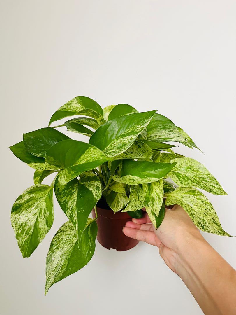 White Marble Queen Pothos (money plant) - Lush pot of Manjula Pothos ...