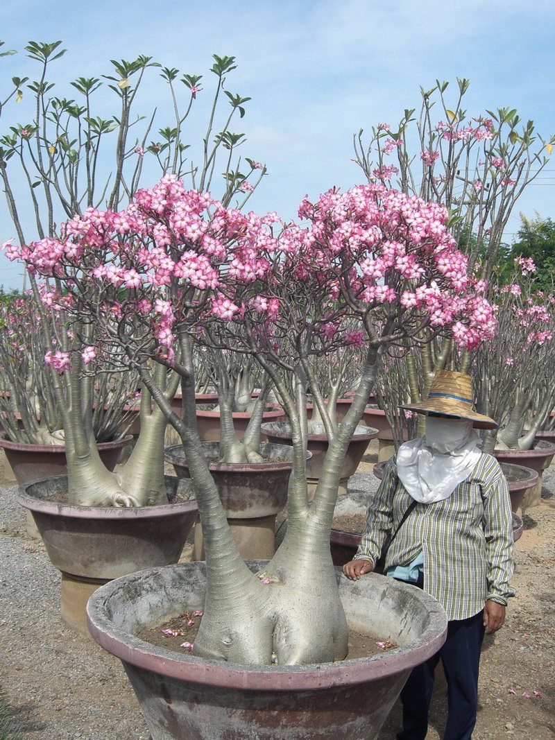 Adenium somalense seedlings, Furniture & Home Living, Gardening, Plants ...