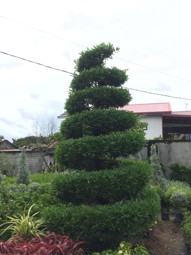 Conocarpus, Furniture & Home Living, Gardening, Plants & Seeds on Carousell