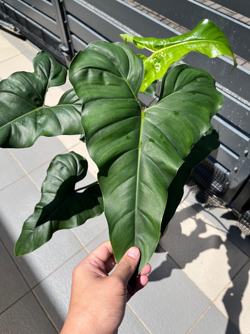 XL philodendron delinksii, Furniture & Home Living, Gardening, Plants ...