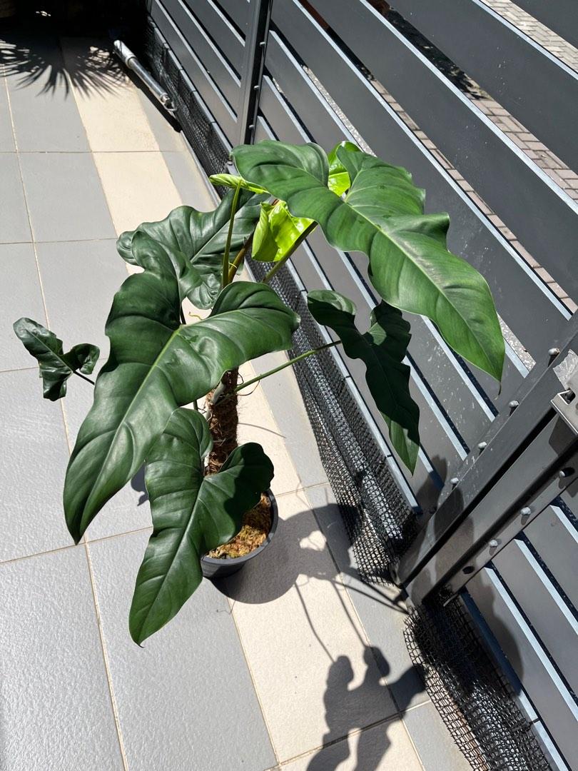 XL philodendron delinksii, Furniture & Home Living, Gardening, Plants ...