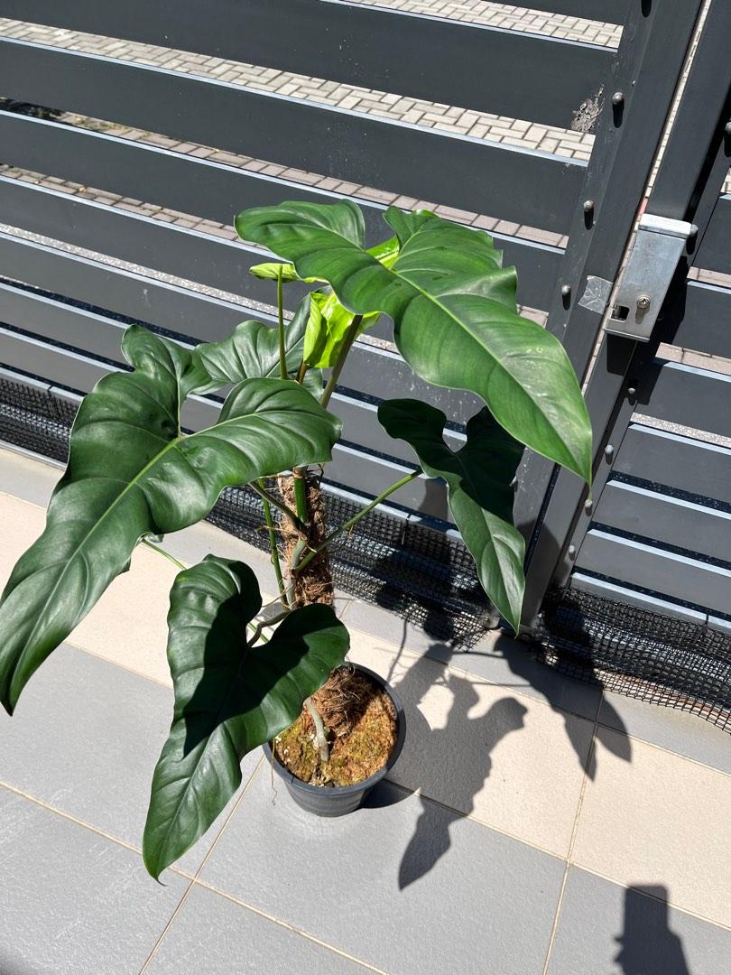 XL philodendron delinksii, Furniture & Home Living, Gardening, Plants ...