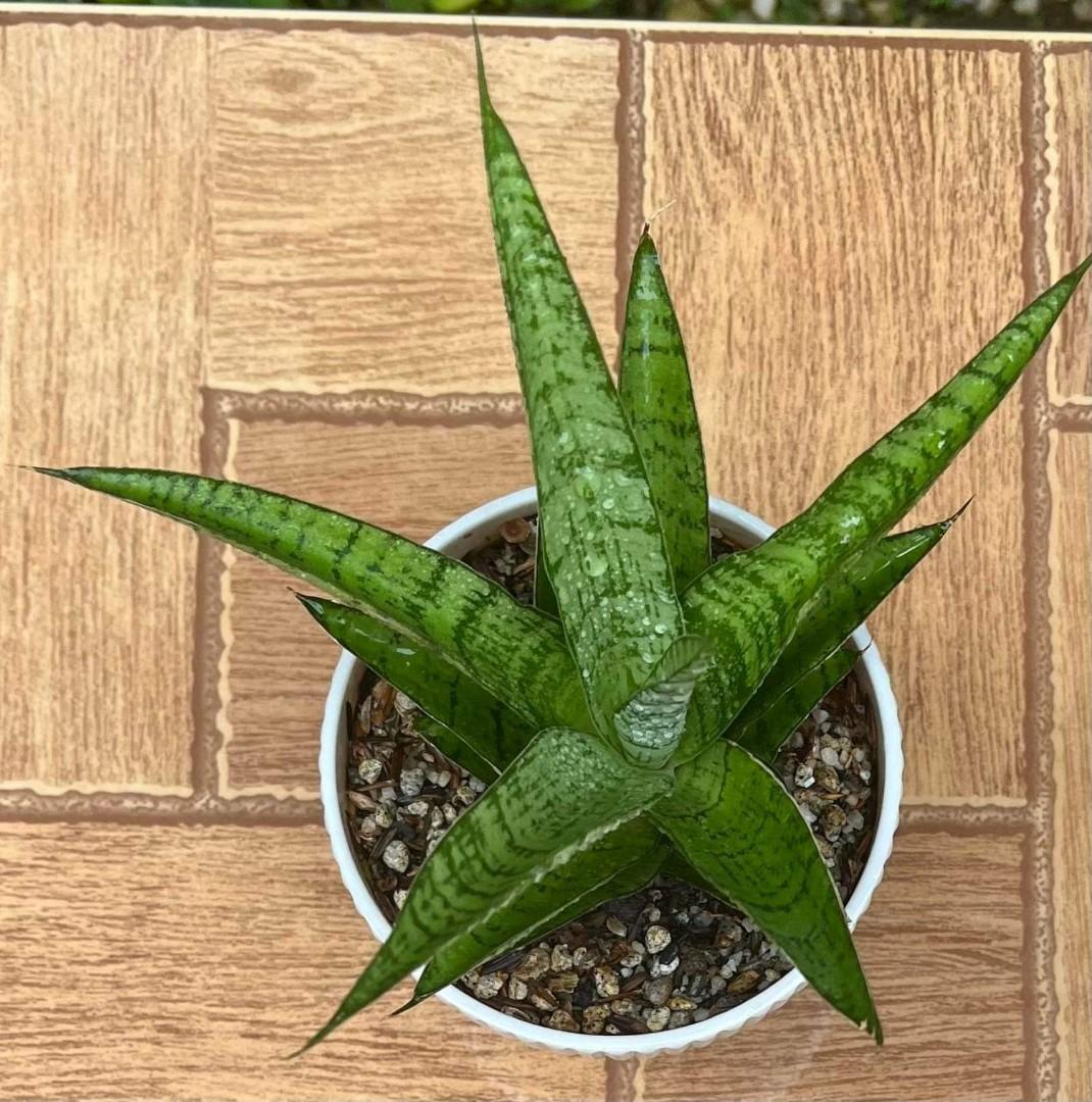 Sansevieria Gabriella Plant, Furniture & Home Living, Gardening, Plants ...