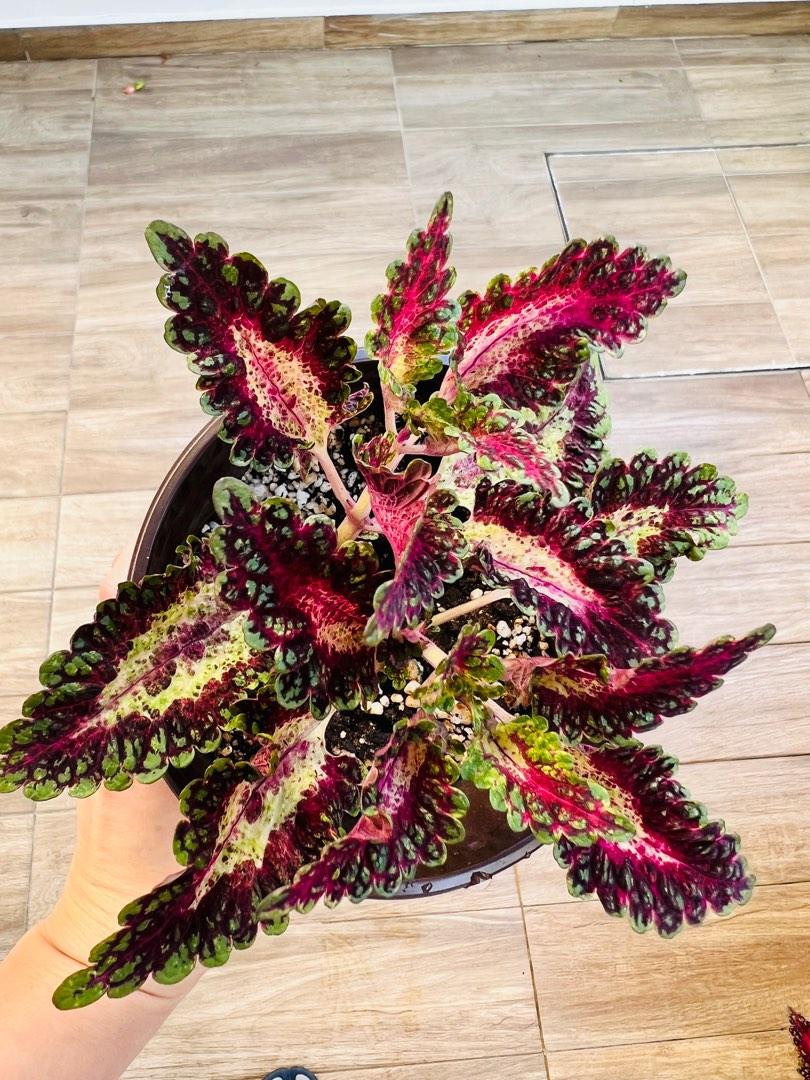 Watermelon Coleus, Furniture & Home Living, Gardening, Plants & Seeds ...